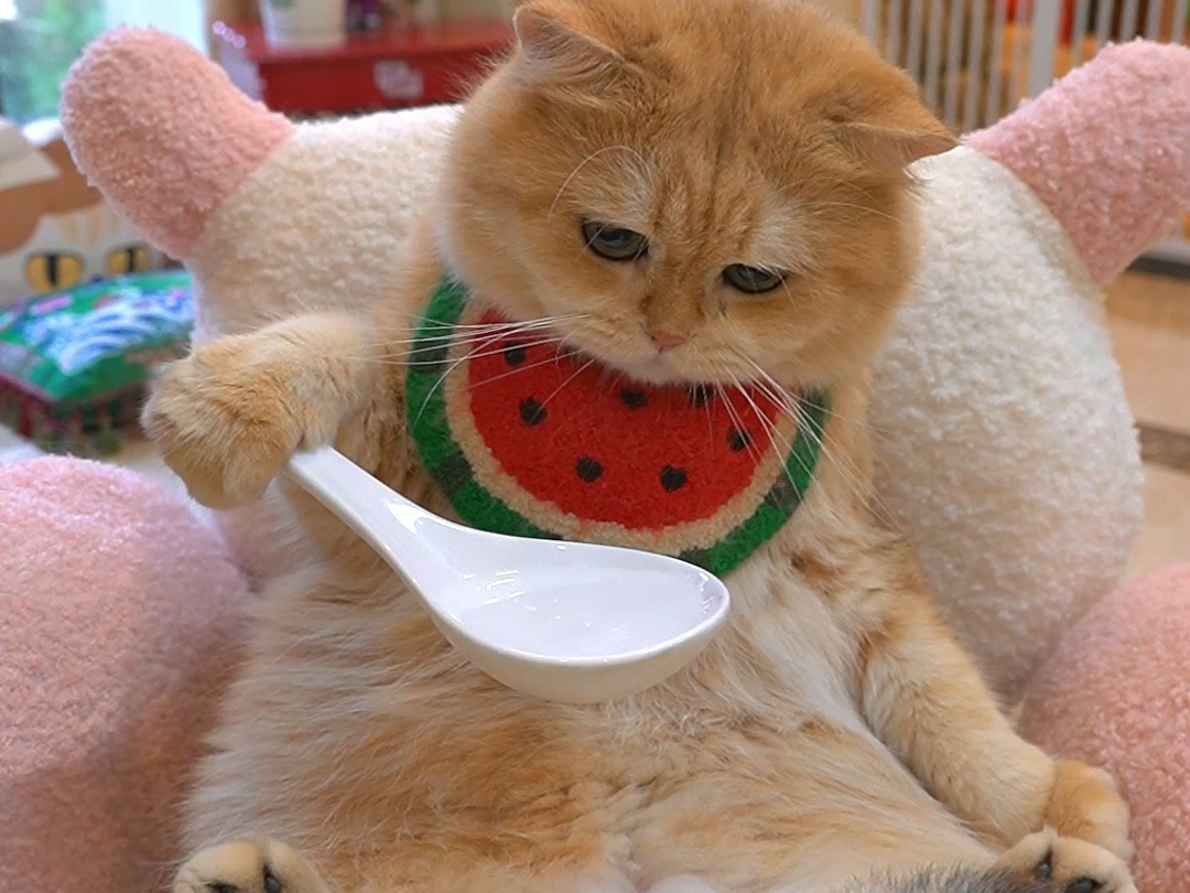 我的闺蜜是可爱的猫猫!