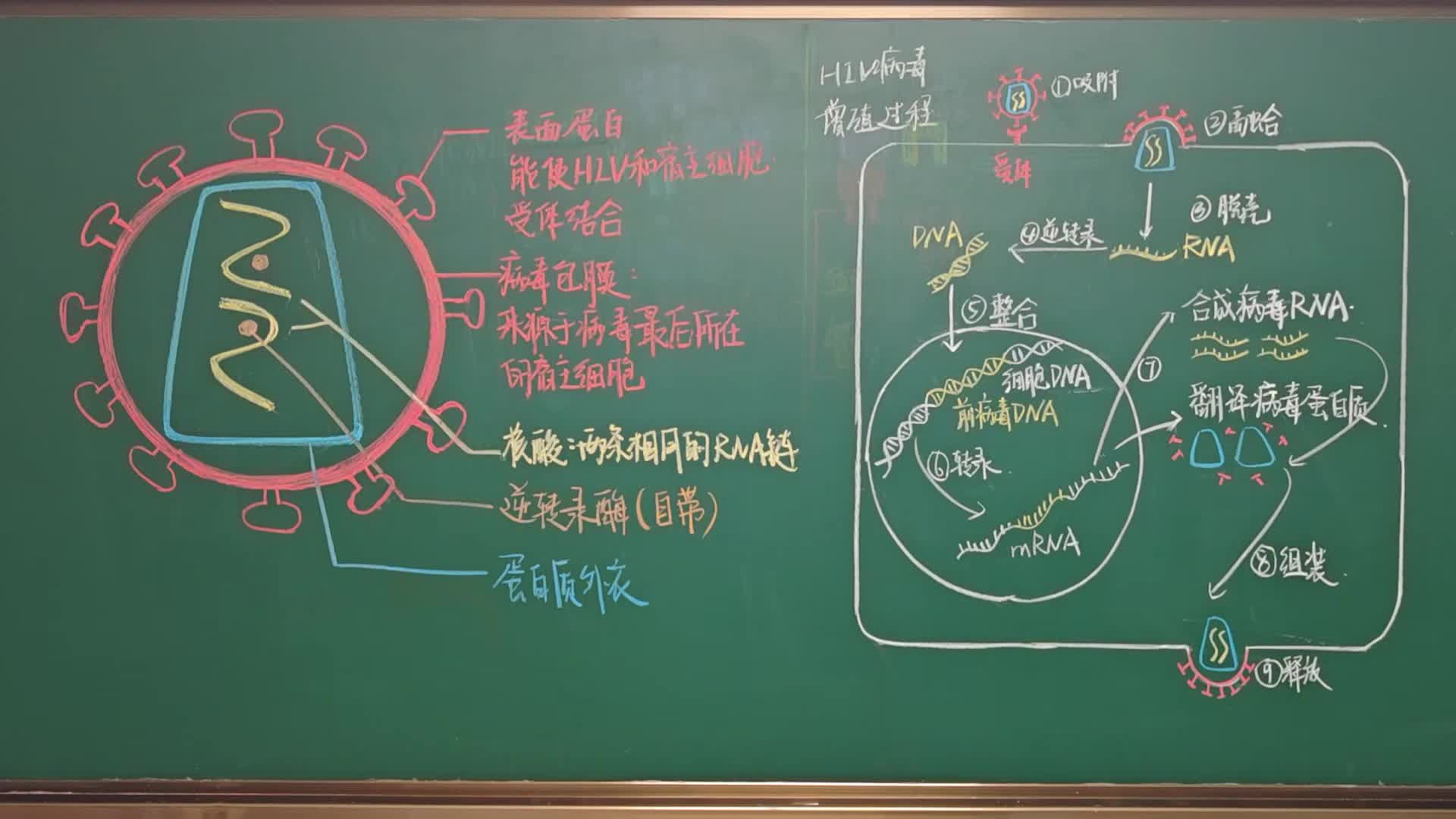 高中生物:HIV病毒(艾滋病病毒)的结构与增殖 #高中 #高中生物 #抖音...