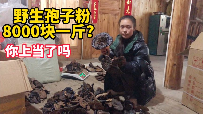 灵芝孢子粉功效与作用,一斤8000块野生孢子粉,贵如黄金