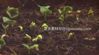 植物幼苗生长发芽