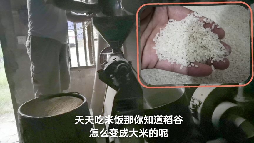 稻谷变成大米全过程,看下农村自家的米与商场买的有什么区别呢