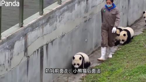 小熊猫太可爱了,肉嘟嘟的小短腿,心都被萌化了大熊猫有多萌 大熊猫和花