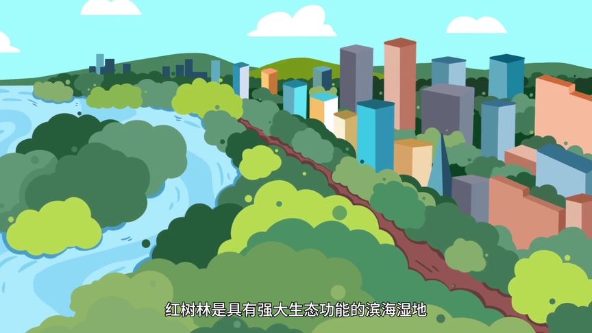 红树林系列科普——功能篇