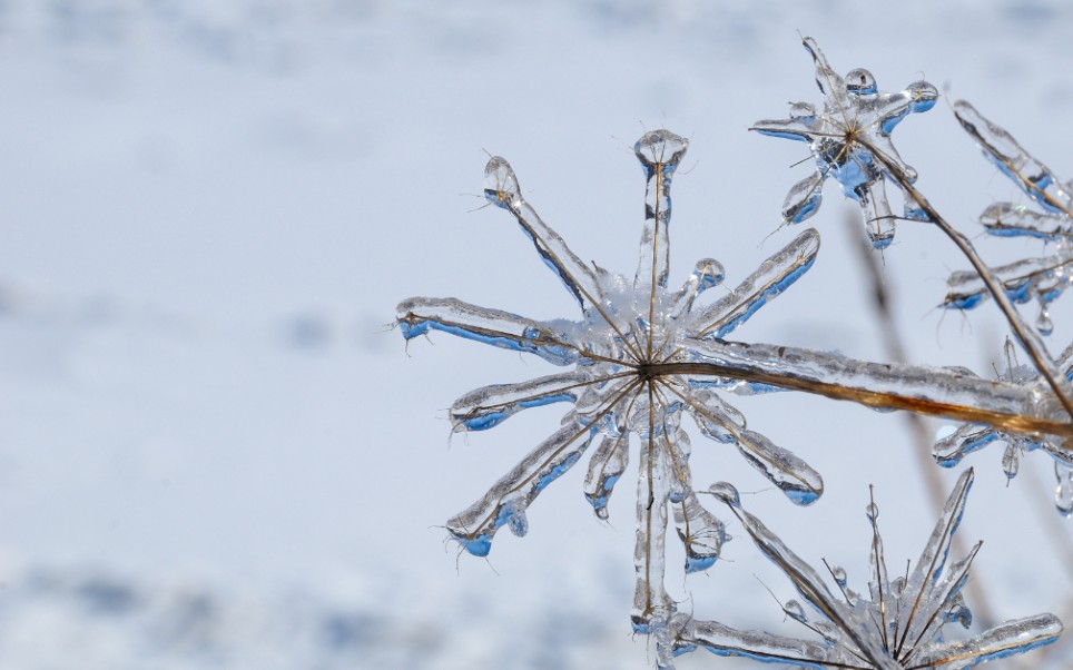 美丽中国系列|如何用英语介绍东北雾凇|绝佳听力素材|BBC纪录片