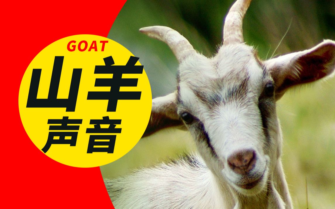 动物声音:山羊叫声音效\图片