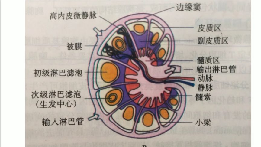 周围淋巴器官-淋巴结的结构讲解