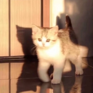 am白秀秀 