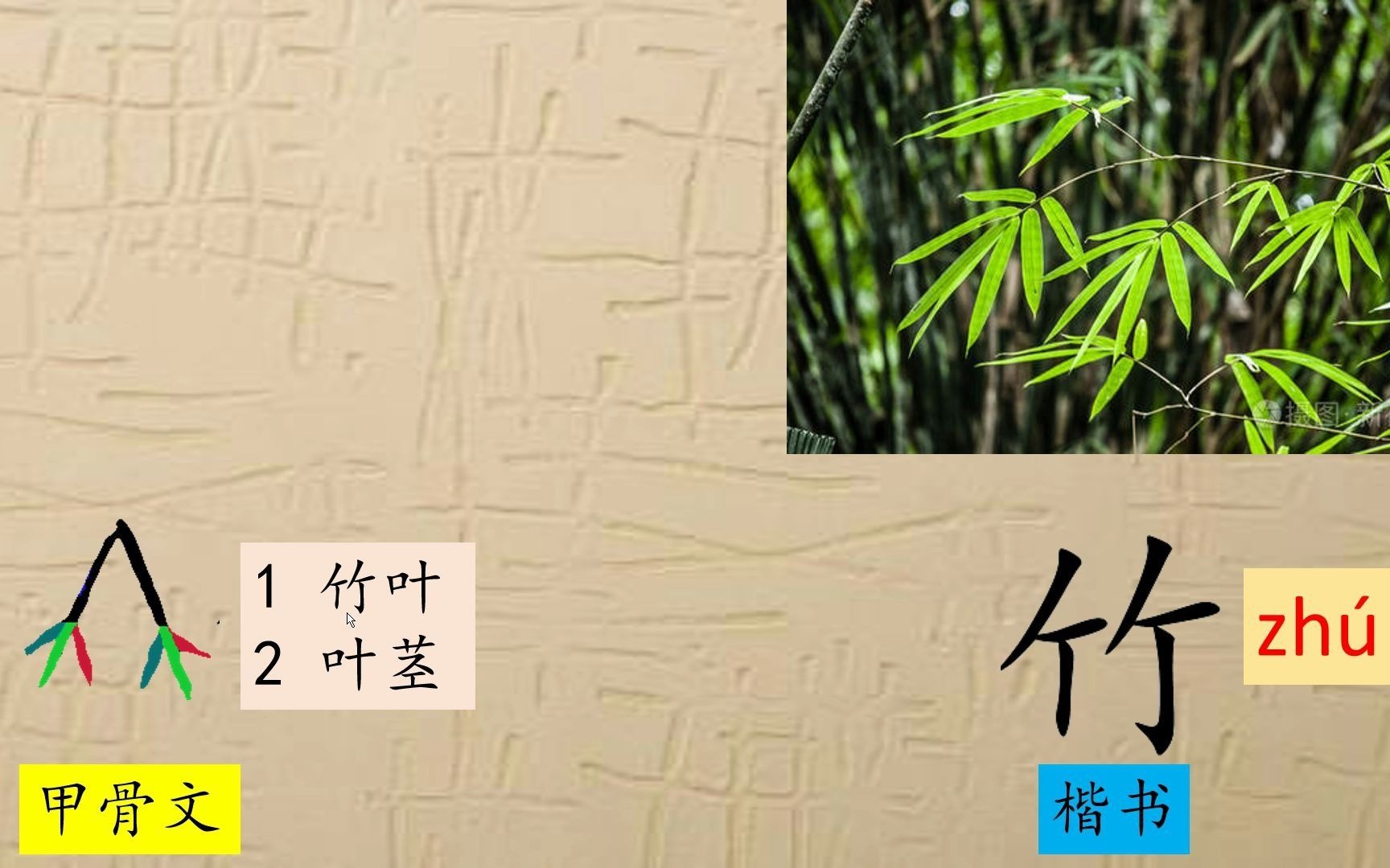 61、竹,古人看竹很仔细,趣味识字,汉字演变,象形字,甲骨文,字理识字,...