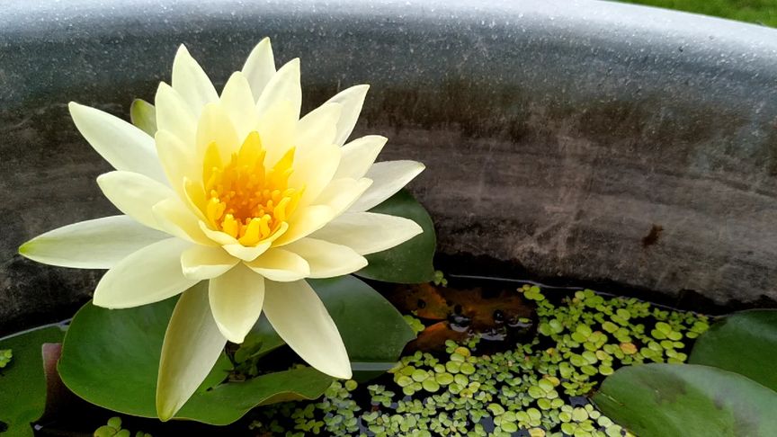 莲花,花开淡墨痕。