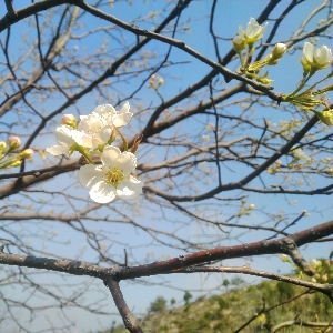 秋水_天问 
