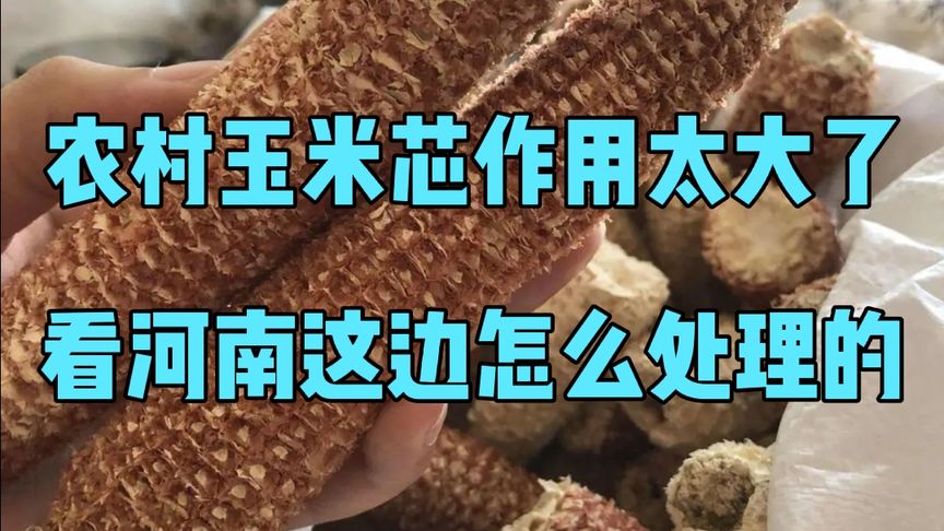 农村常见玉米芯,作用太大了,当柴烧浪费,看河南这边怎么处理的