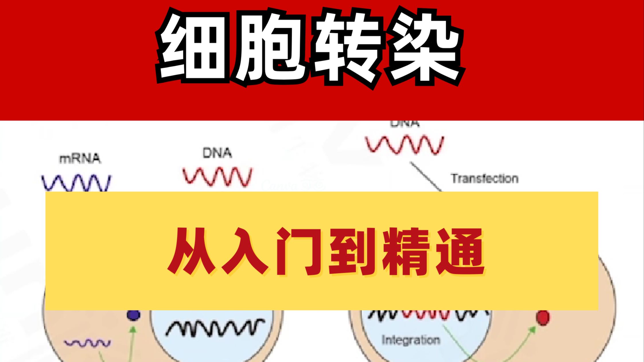 【细胞转染】看这个视频就够了!从原理、操作到避坑优化,保姆级解决...