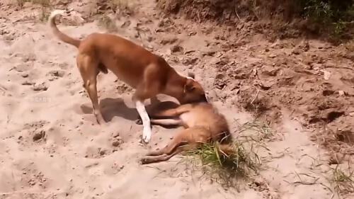 遇上爰表演的野狼,猎犬很崩溃,一接触就装死,逼着猎犬学表演