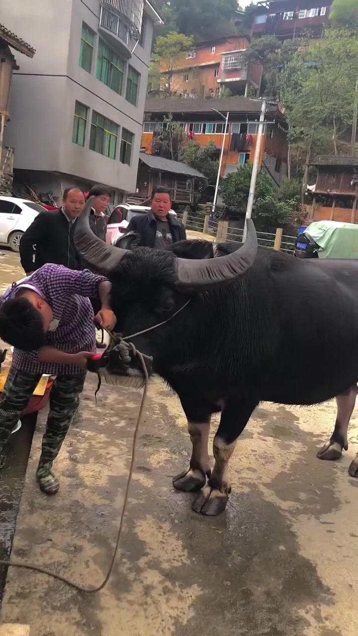 农村养牛郎#牛气冲天 #一波操作猛如虎 #现场实拍 #农村养牛人记录...