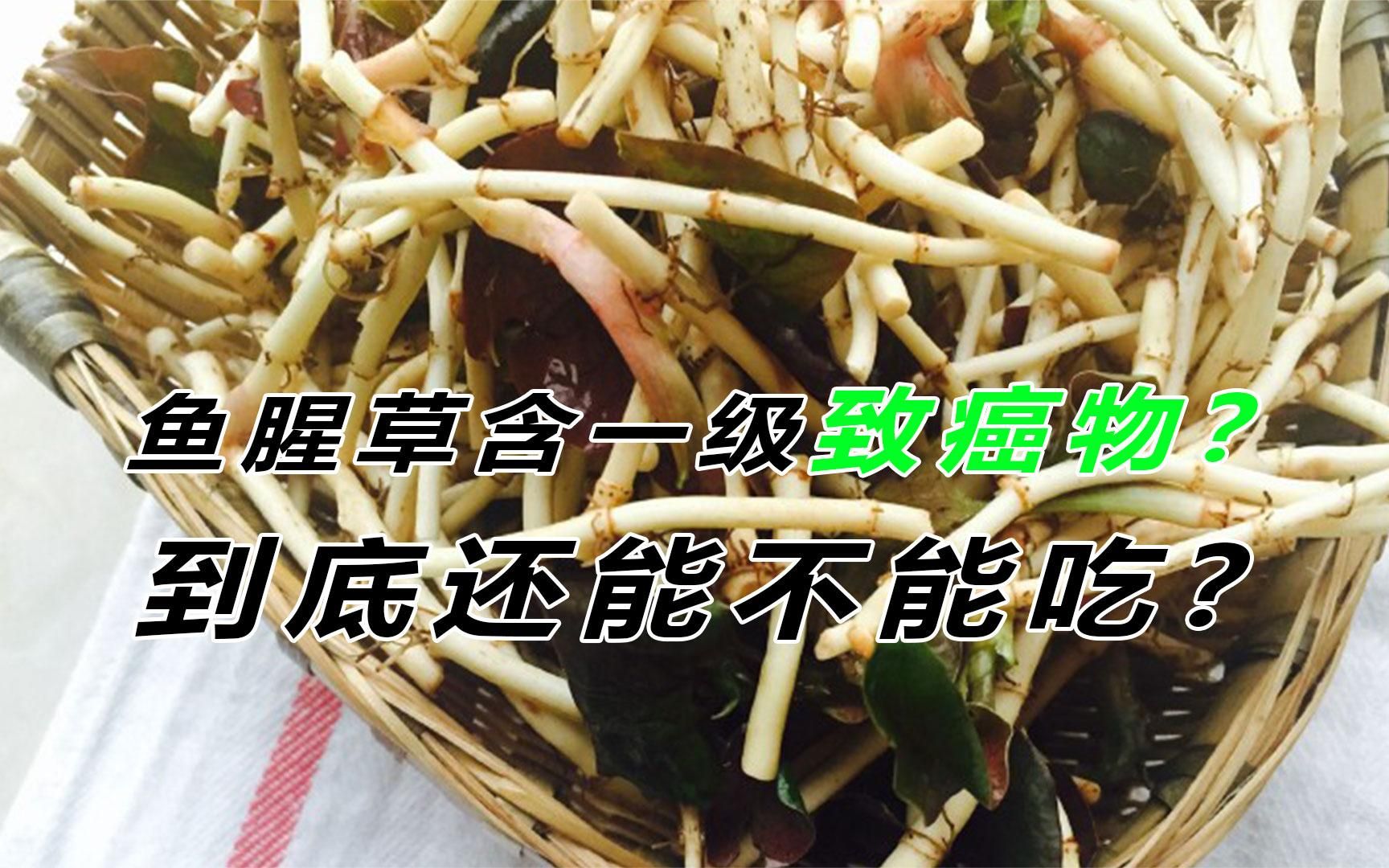 被云贵川当美食的“鱼腥草”,竟然会致癌?鱼腥草到底有多恐怖?