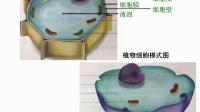 信息技术在初中生物课堂教学的应用