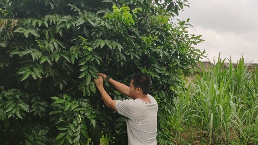 黄皮很多人都吃过,它的叶子有什么功效作用你知道吗?