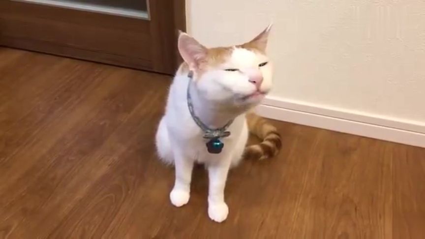 钱包被掏空,信用卡透支怎么办?猫咪教你一绝招(需要有风)