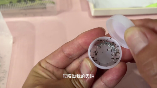 你见过刚出生的蚕宝宝吗?