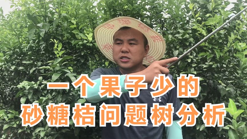 一个果子少的砂糖桔问题树分析(柑橘管理小案例)