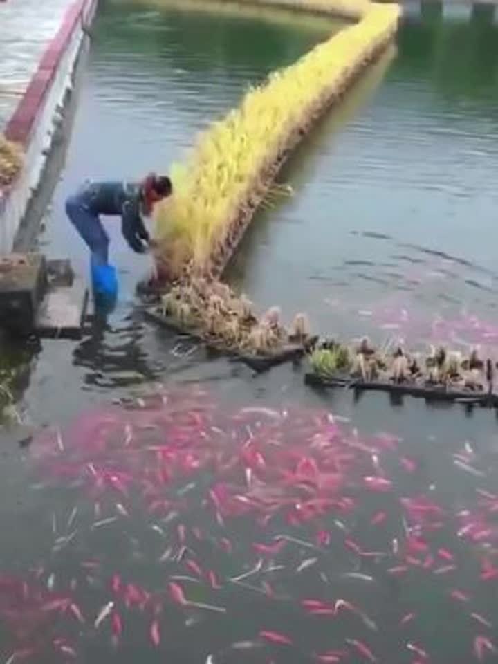 这样算不算种水稻?~~!