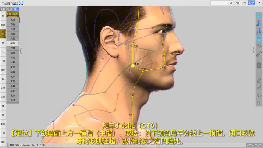 胃经穴位颊车穴_足阳明胃经_经络腧穴