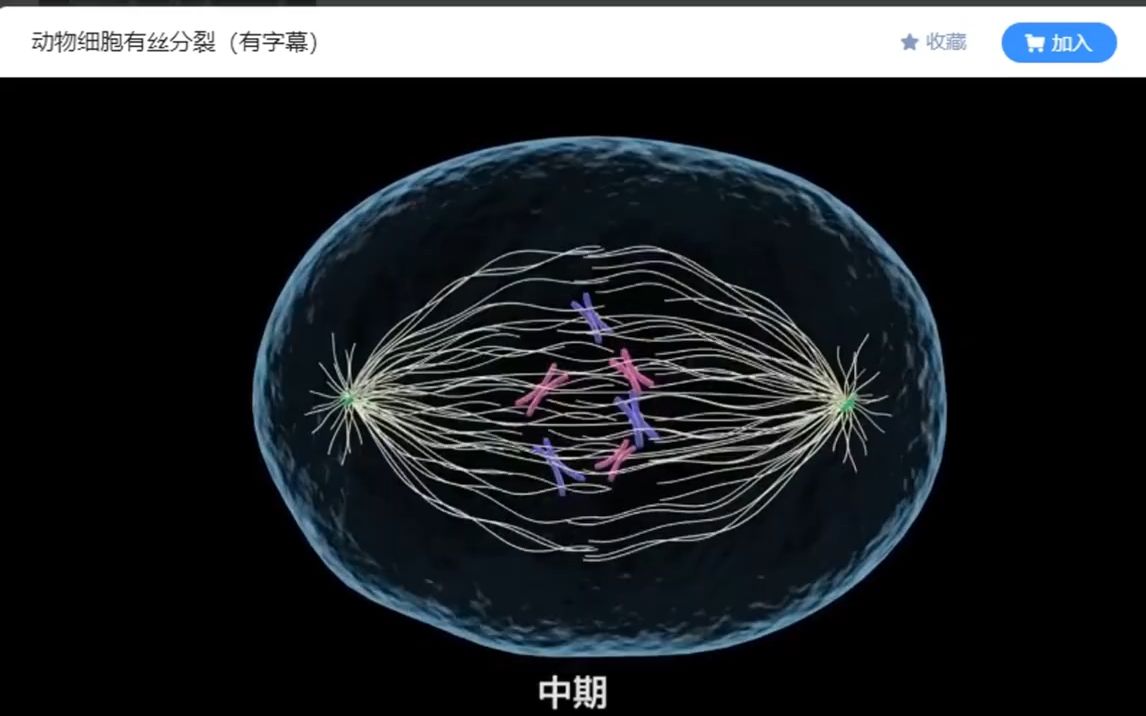 动物细胞是怎么进行有丝分裂的呢?
