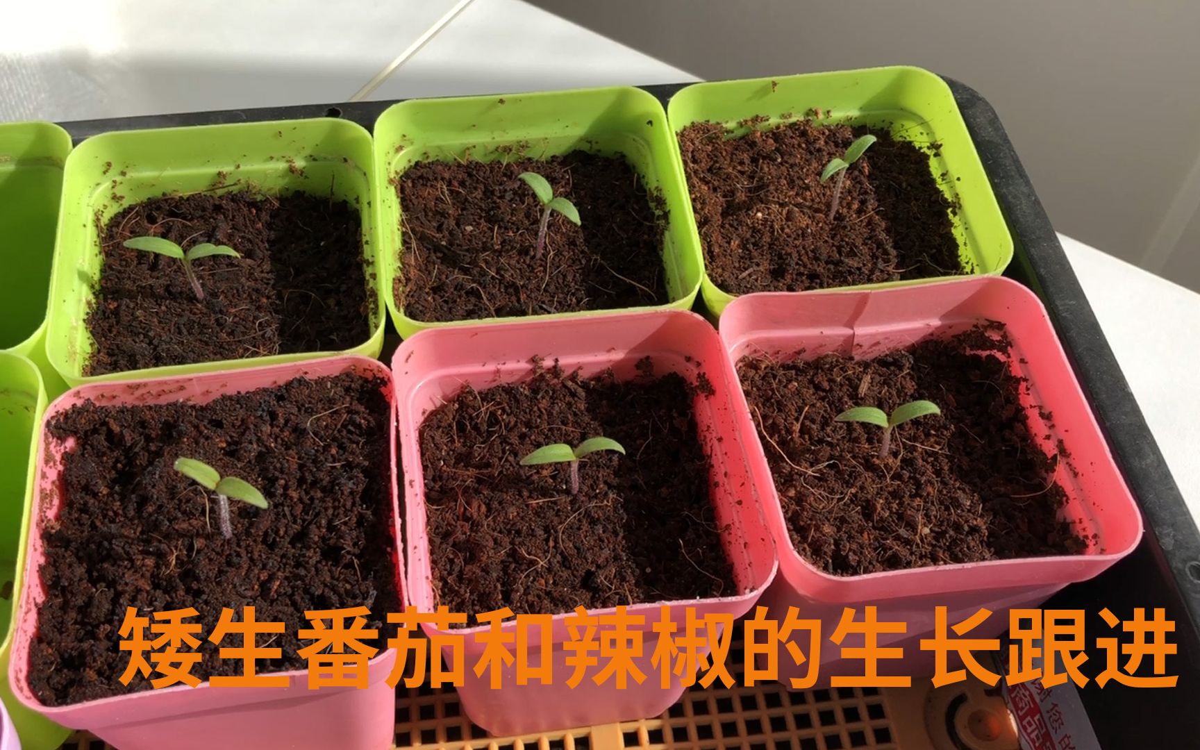 阳台种菜(第二期)——矮生番茄和辣椒的生长和跟进