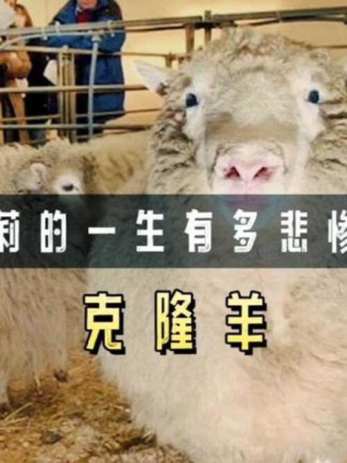 克隆羊多莉的一生,究竟有多悲惨?多莉