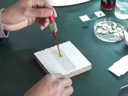 用显微镜观察洋葱鳞片叶表皮细胞装片