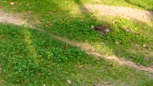 猴子们的疯狂大战,单独猴子遭殃!