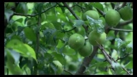 侬本水稻宣传片