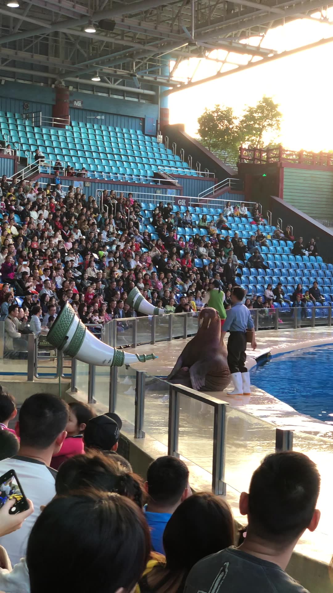 2019-12-13 珠海长隆海狮表演