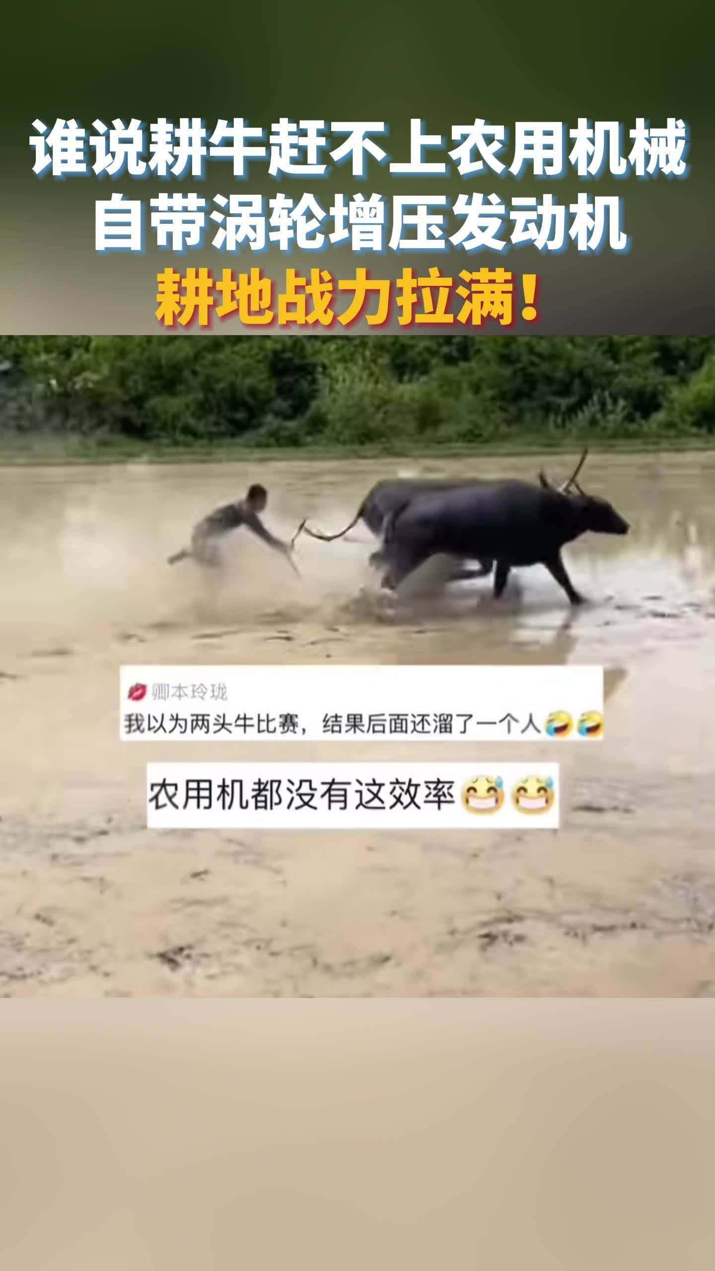 谁说耕牛赶不上农用机械,自带涡轮增压发动机 耕地战力拉满!
