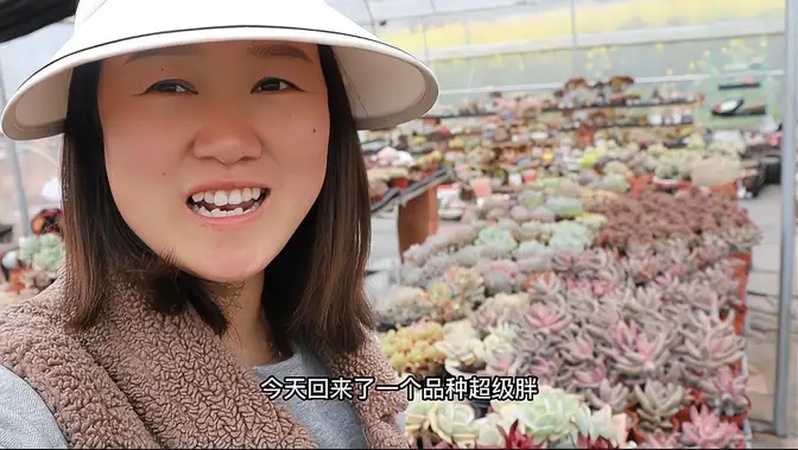 收到13箱红手指,这个品种也太胖了!第一件事赶快掰点叶子叶插