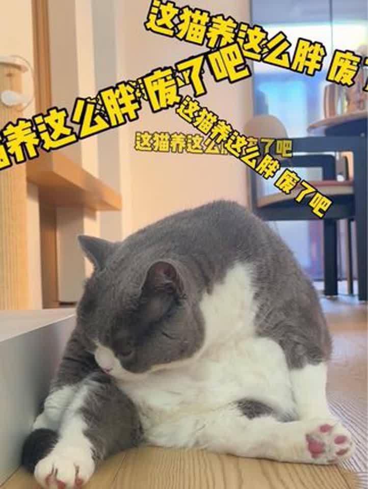 ...说我的猫太胖了… 帽衫一穿,谁也不爱!-#万物可爱计划 #格里克运动风...