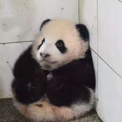 说的话加个der 