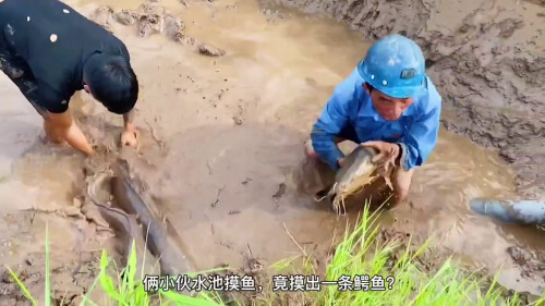 俩小伙抽干水池摸鱼,却摸出一条鳄鱼!