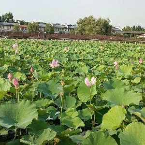 一池粉荷 