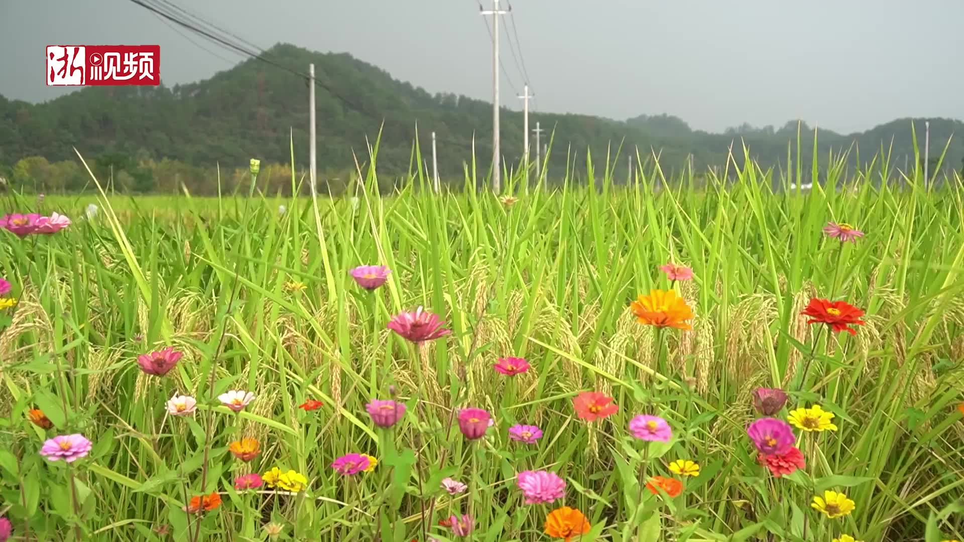 创新举措守红线保耕地 杭州临安让粮食安全概念深入人心