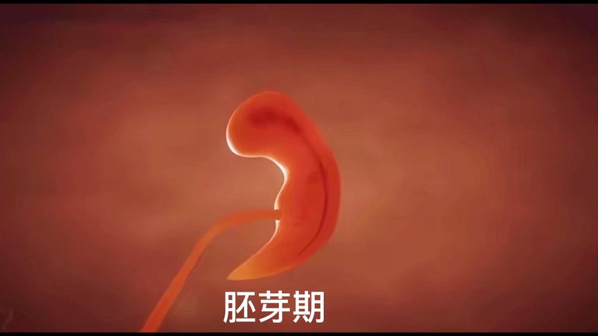 宝宝在妈妈肚子里的发育过程