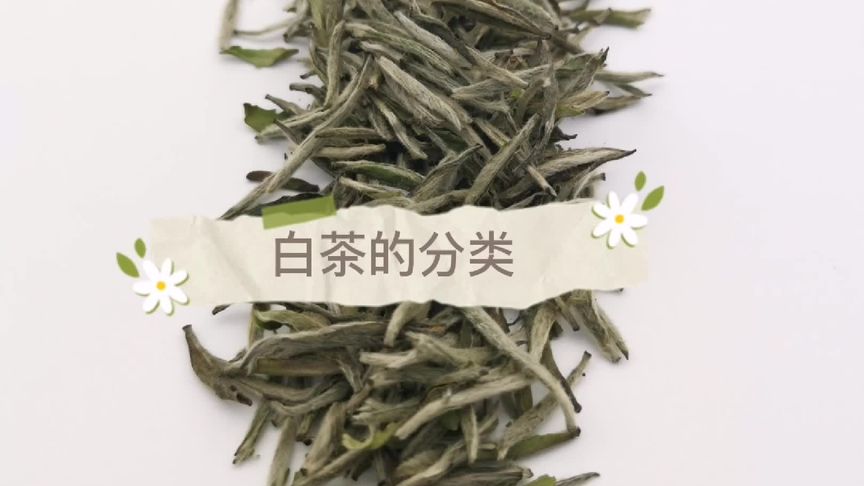 经常喝白茶的朋友了解一下白茶的分类吧