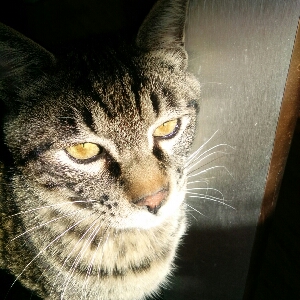 笑面猫耳 
