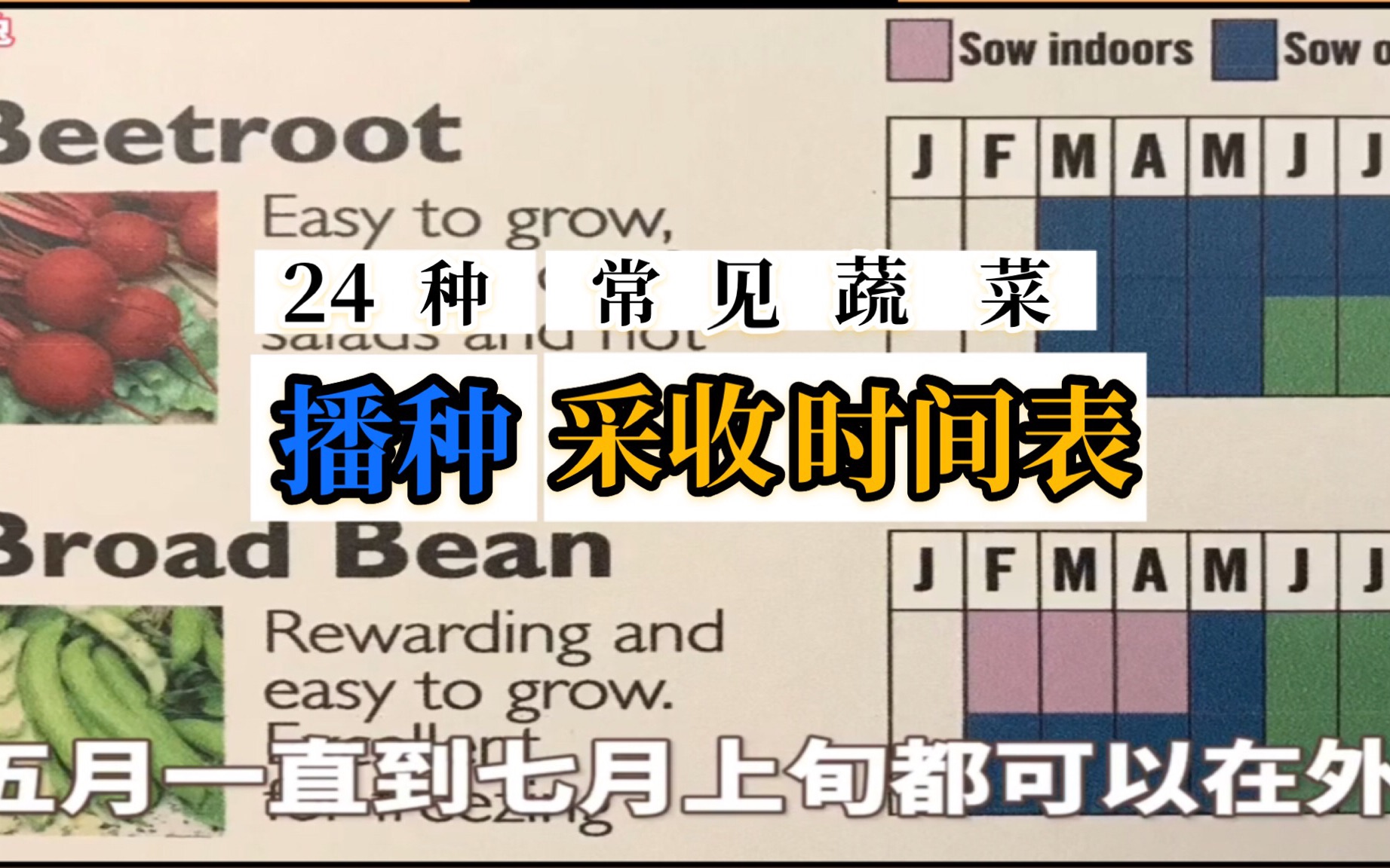 24种常见蔬菜的播种和采收时间表