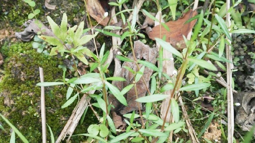 农村这种小小的野生物,有利尿除湿的功效,民间叫它:蛇舌草!