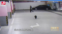 犬只闯进小区连咬多人,居民物业联手围堵及时处置避免再伤人
