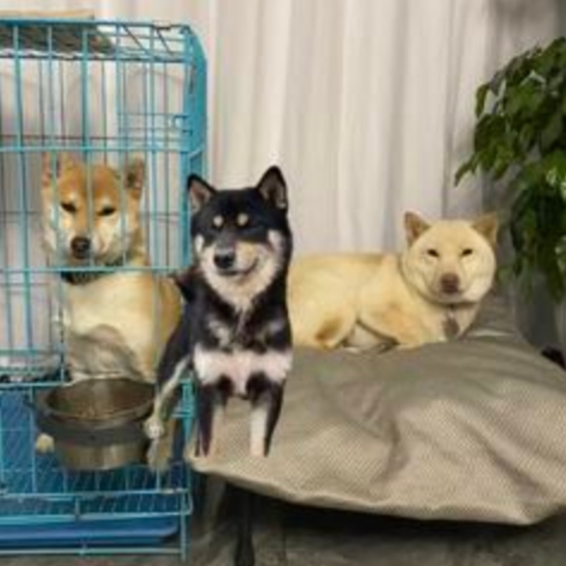 花姐姐家的汪汪队