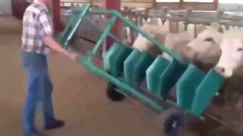 现代化养殖场就是这么厉害,都是机械运行,一个人操作就可以