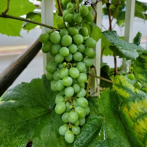 盐焗酸溜小学霸 