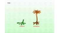 伞藻的核移植实验